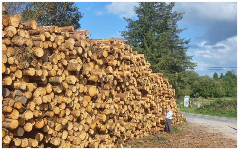 The Forestry Cycle - Growing the forest, harvesting and haulage - Cork Live